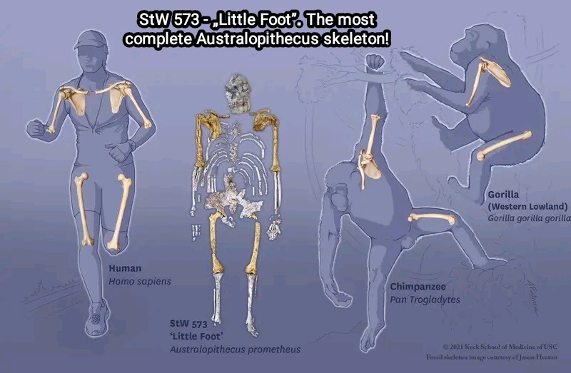 Australopiteki (wymarłe małpy afrykańskie) nie były przodkami ludzi ...